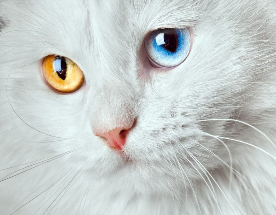 Why Do My Cat’s Eyes Change Color? - (Answered & Explained)