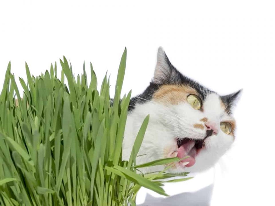 Pica In Cats - (Everything You Need To Know)