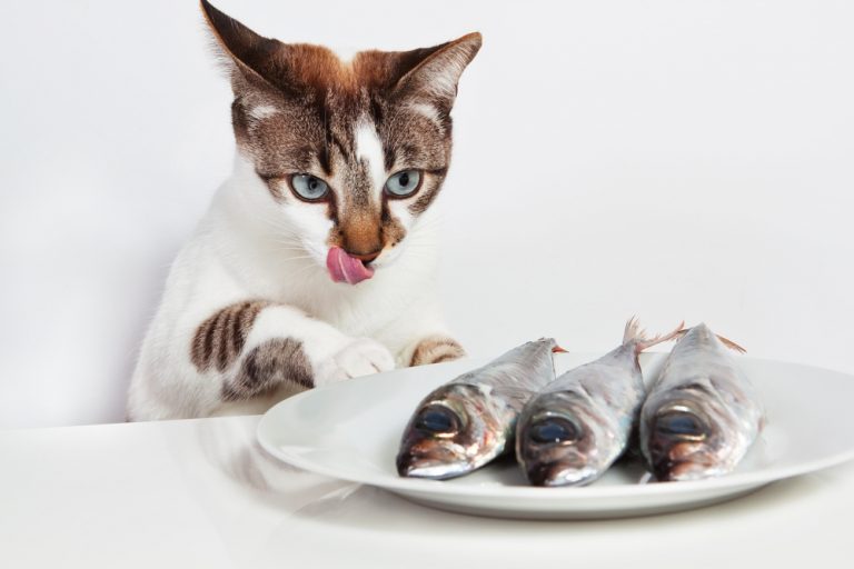 9 Reasons Why Do Cats Move Their Kittens