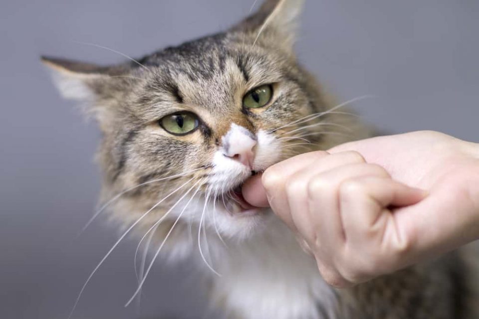 Why Do Cats Huff? (5 Reasons For Huffing Explained)
