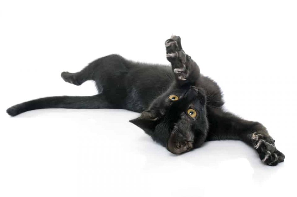 Why Do Cats Flop Down In Front Of You? - (Answered & Explained)