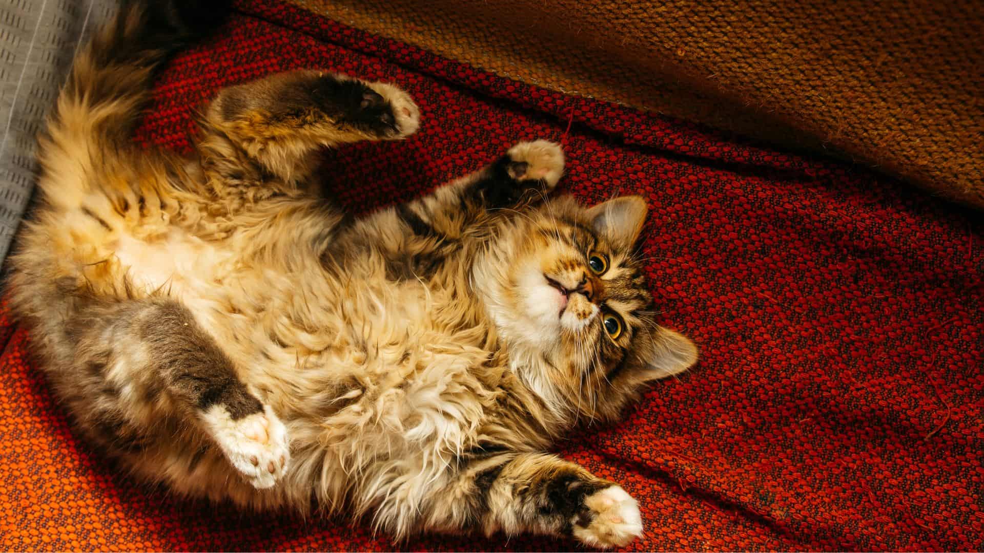 Why Do Cats Flop Down In Front Of You Answered Explained 