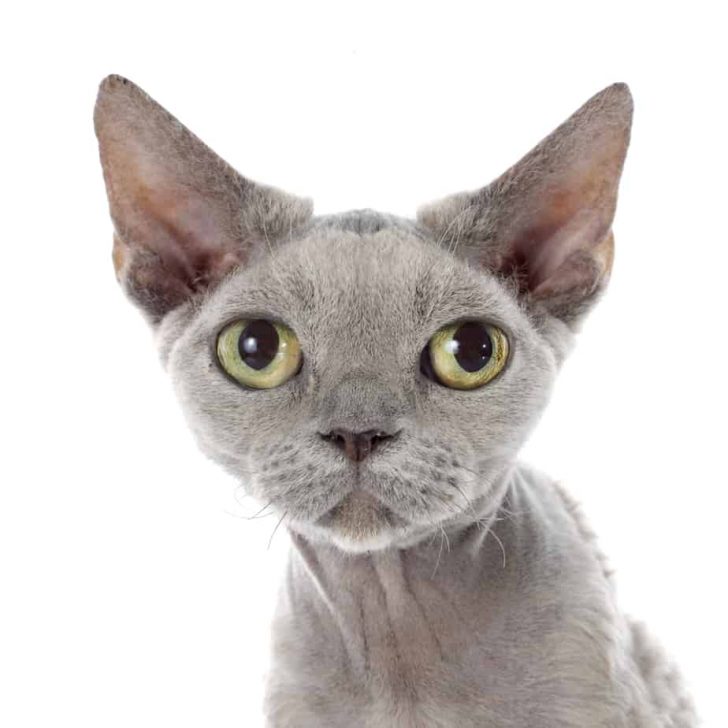 Why Are My Cats Whiskers So Long? - (And More!)
