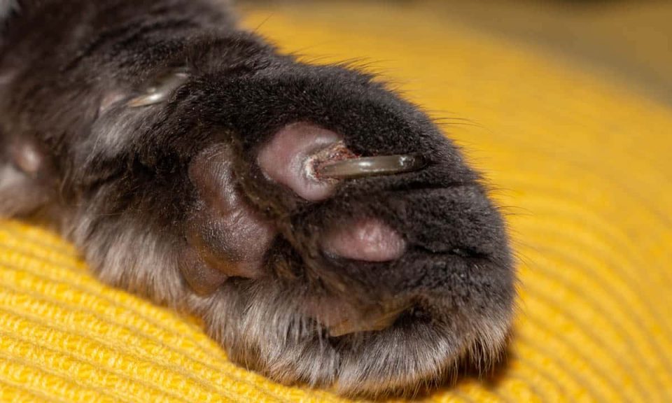 What Happens If You Don't Trim Your Cat's Nails? - (Explained)