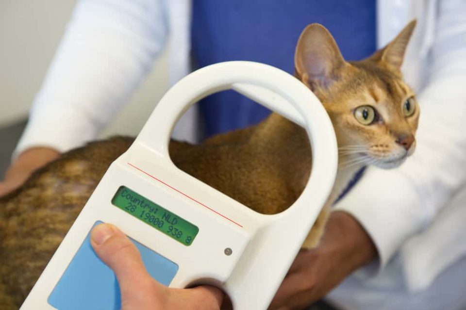 Can You Feel A Cat's Microchip? - (Answered & Explained)