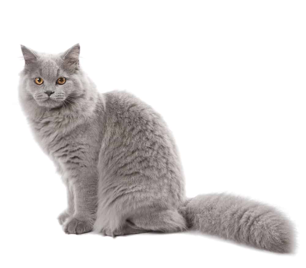 9 Cat Tail Questions Answered Better With Cats 9 Cat Tail Questions Answered Better With Cats
