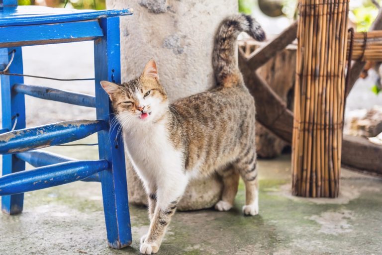 Why Do Cats Trill, Chirp and Chirrup? - (6 Reasons)