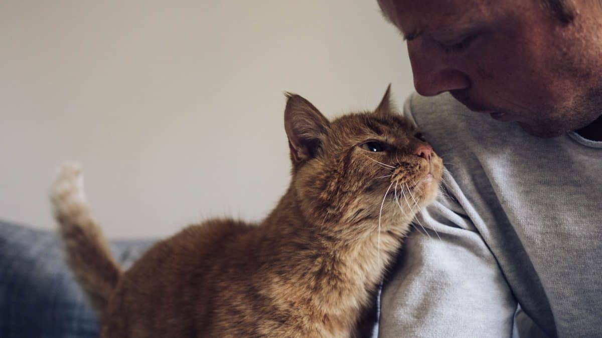 Why Are Cats Attracted To Me? - (Cat-Magnetism Explained)