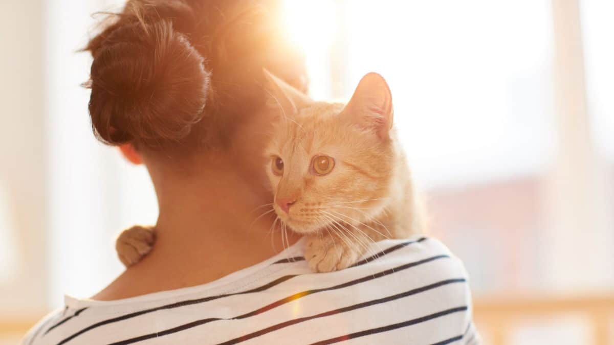 Why Are Cats Attracted To Me? - (Cat-Magnetism Explained)