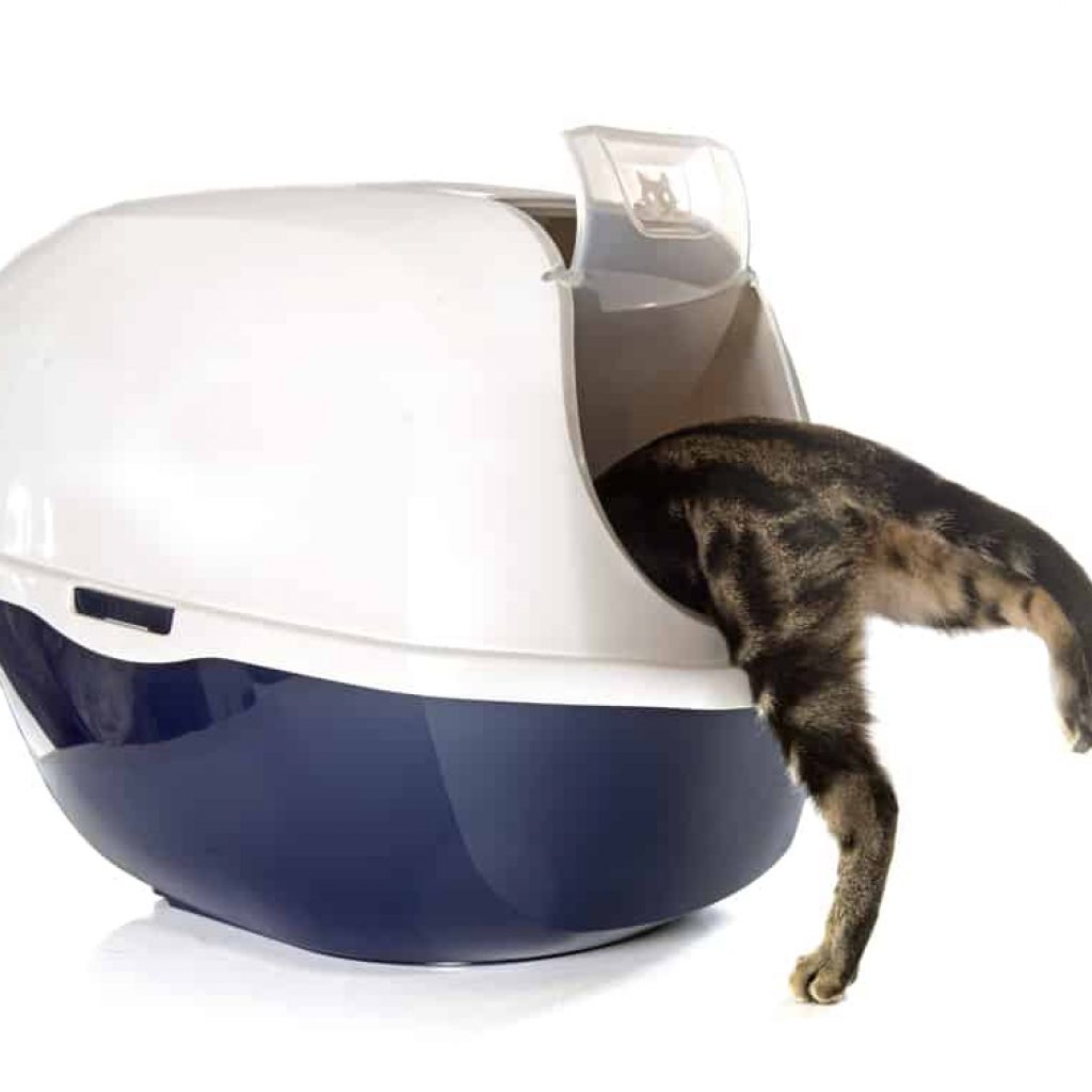 Best Cat Litter & Self-Cleaning Litter Boxes (2026 Reviews)