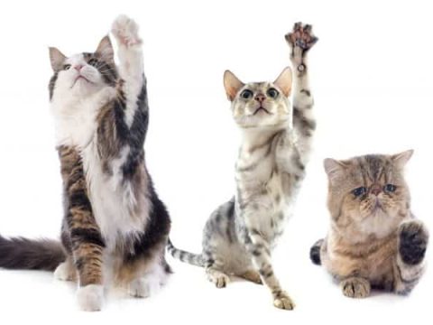 Why Do Cats Have Webbed Feet? - (Answered & Explained)