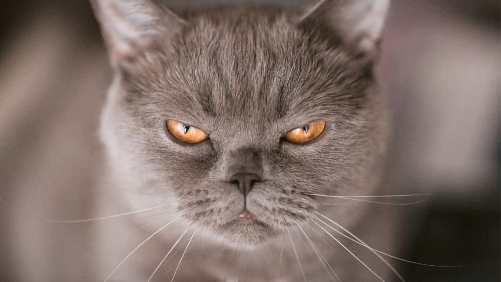 Why Do Cats Huff? (5 Reasons For Huffing Explained)