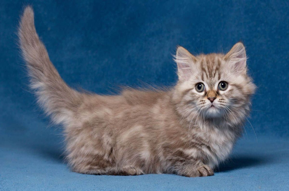 How Much Does A Munchkin Cat Cost -A Guide To All Expenses