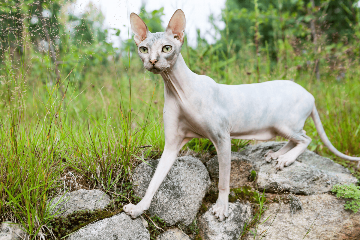 How Much Does A Sphynx Cat Cost? Everything You Need To Know