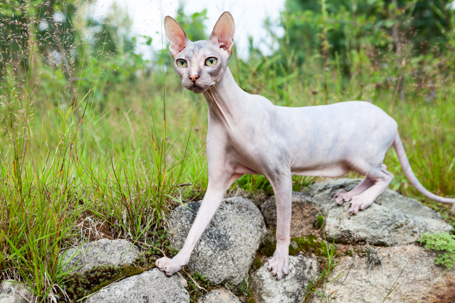 How Much Does A Sphynx Cat Cost? Everything You Need To Know