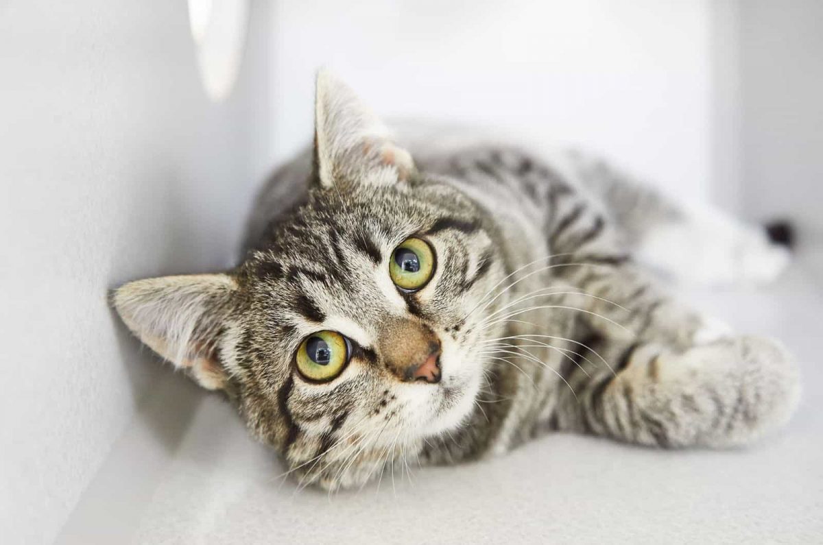 Grey Tabby Cat - Everything You Need To Know