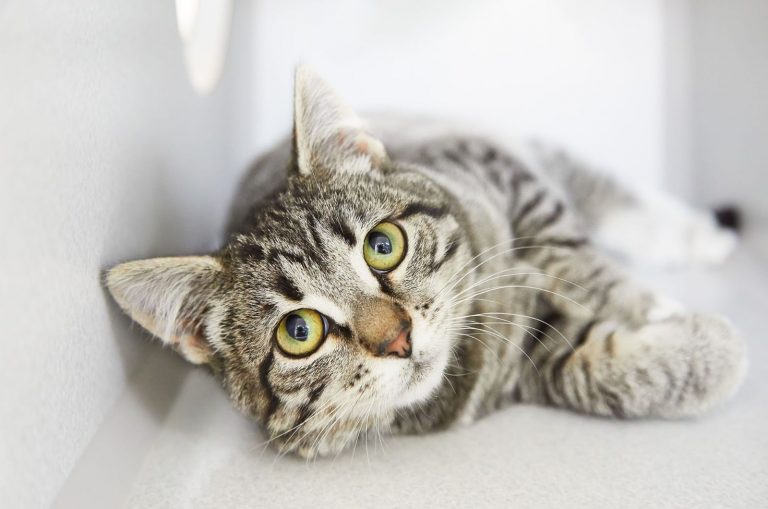 Grey Tabby Cat - Everything You Need To Know