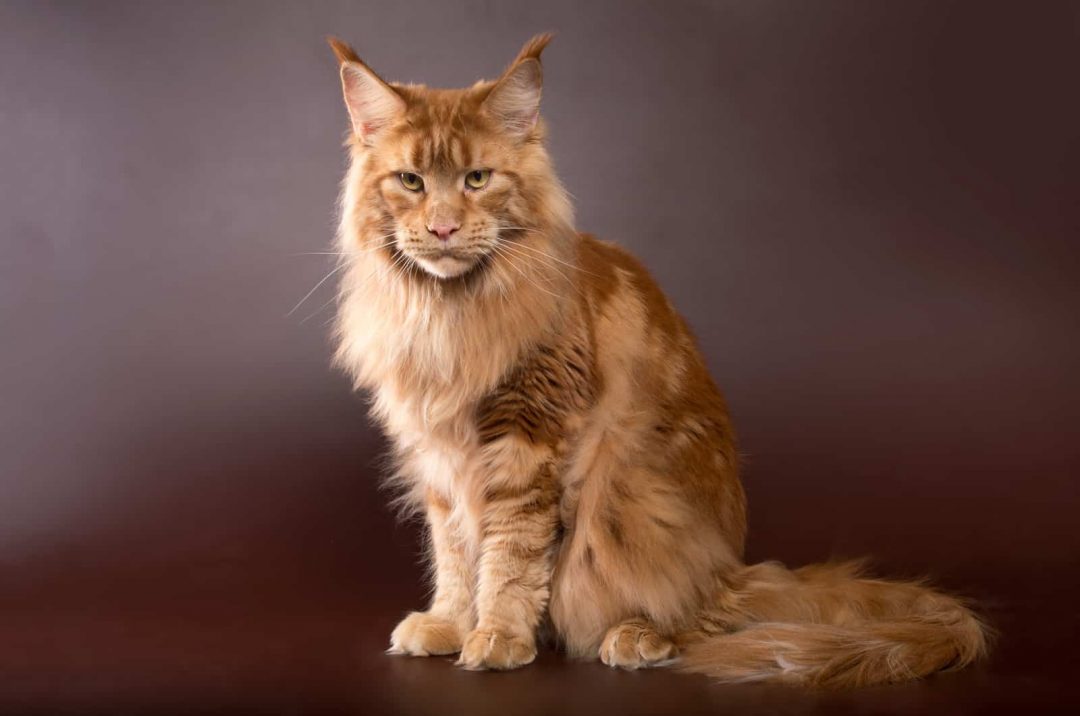 Long-Haired Calico Cat - What Is Hiding Behind That Fur?