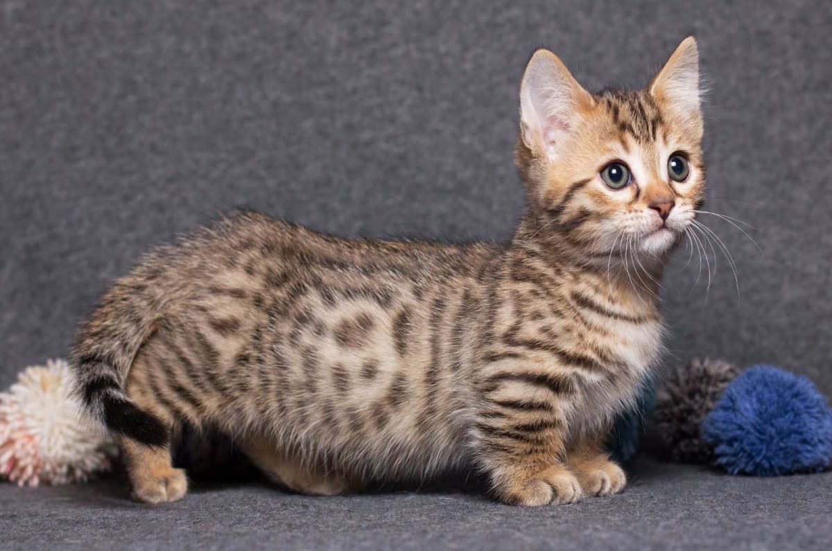 How Much Does A Munchkin Cat Cost -A Guide To All Expenses