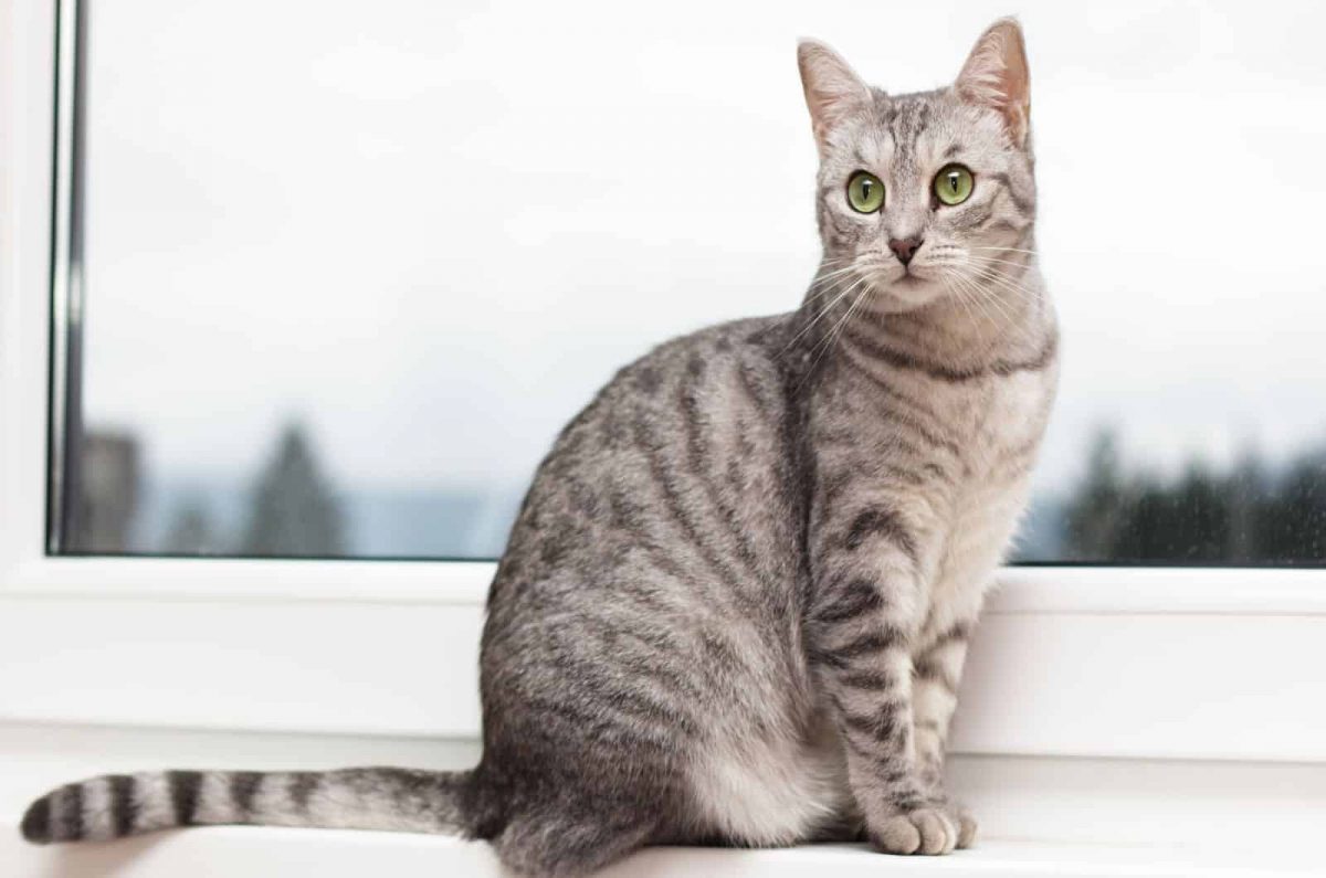 Grey Tabby Cat - Everything You Need To Know