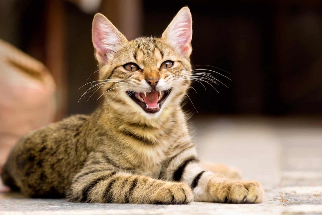 Can Cats Have ADHD - 14 Signs You Need To Be Aware Of