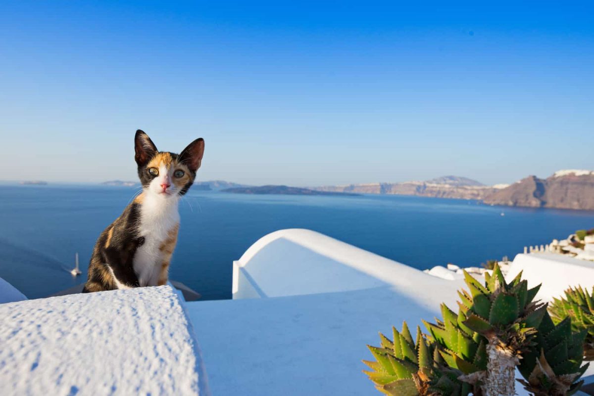 Can Cats Have ADHD - 14 Signs You Need To Be Aware Of