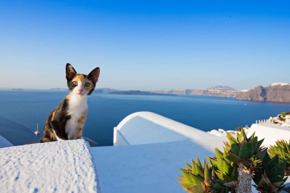 Can Cats Have ADHD - 14 Signs You Need To Be Aware Of