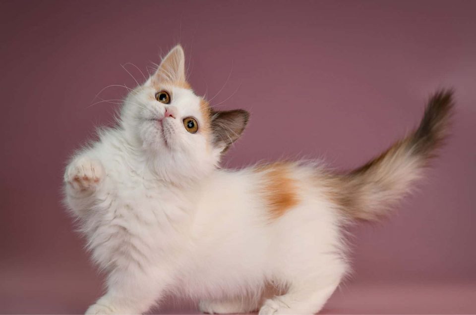How Much Does A Munchkin Cat Cost -A Guide To All Expenses