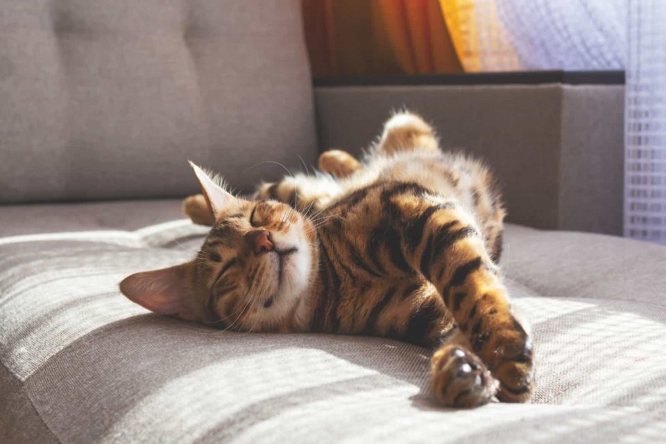Why Is My Cat So Clingy? 10 Possible Reasons For Such Behavior