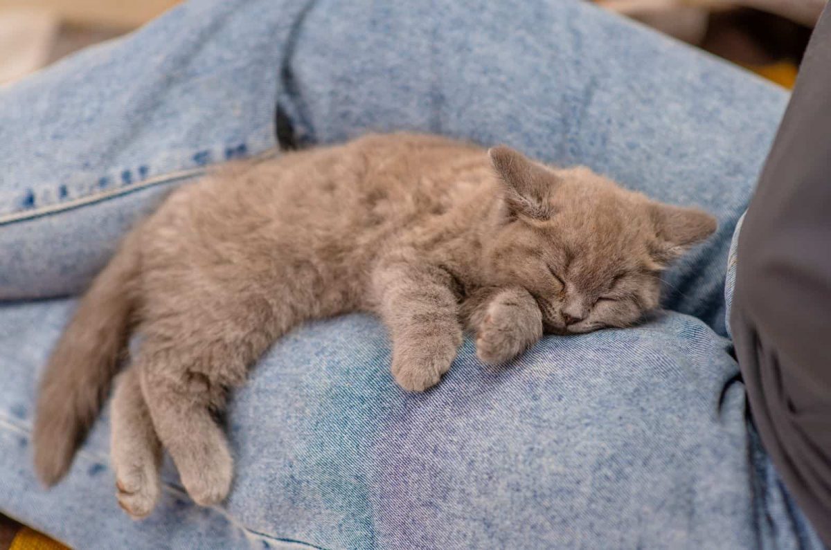 Why Does My Cat Sleep Between My Legs? 8 Possible Reasons