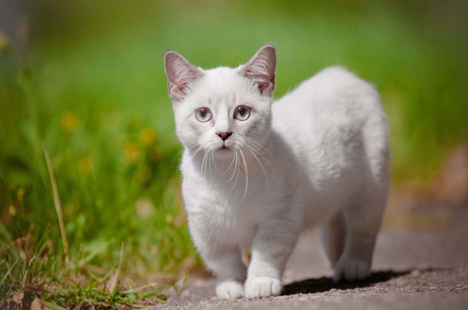 How Much Does A Munchkin Cat Cost -A Guide To All Expenses