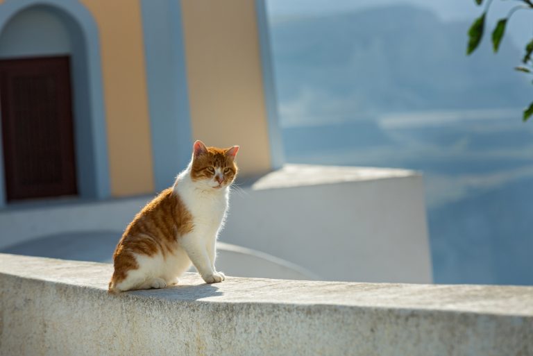 Can Cats Have ADHD - 14 Signs You Need To Be Aware Of