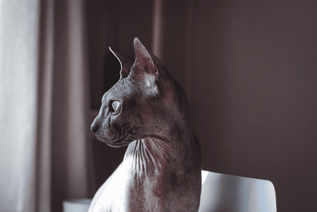 How Much Does A Sphynx Cat Cost? Everything You Need To Know