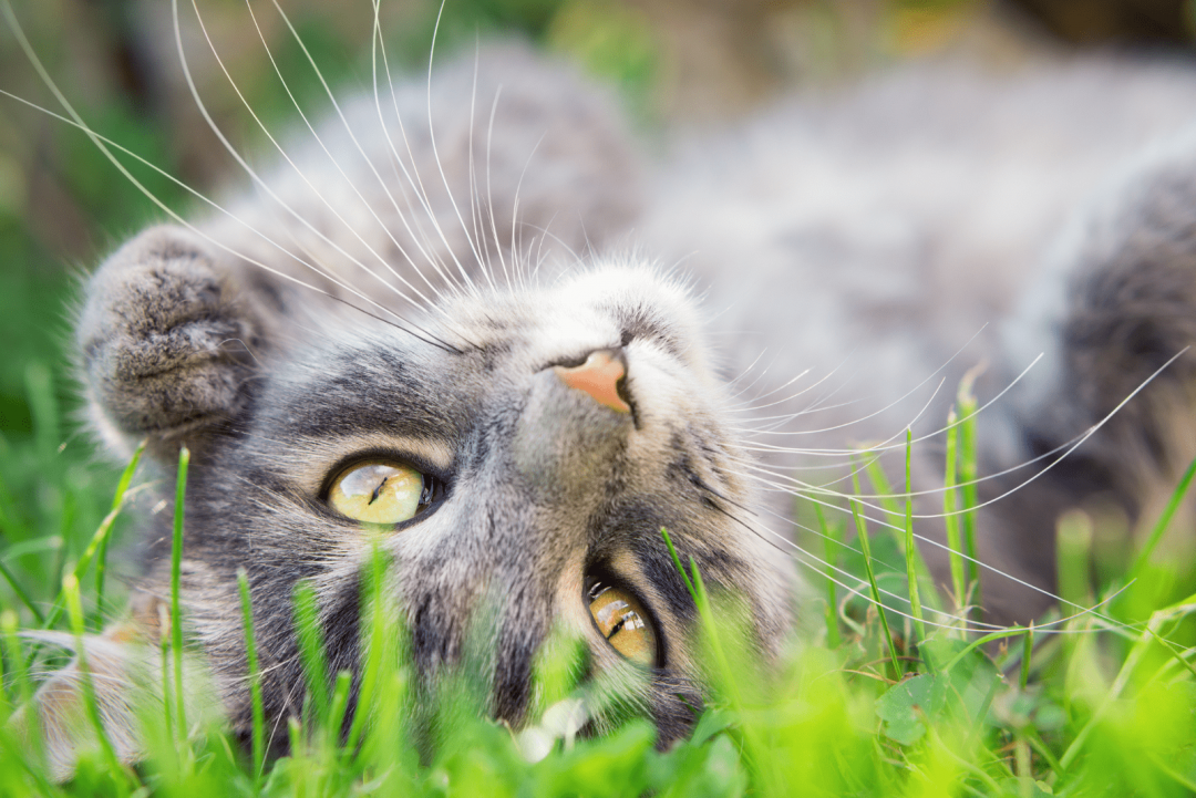 Do Cats Have Souls? Everything You Need To Know