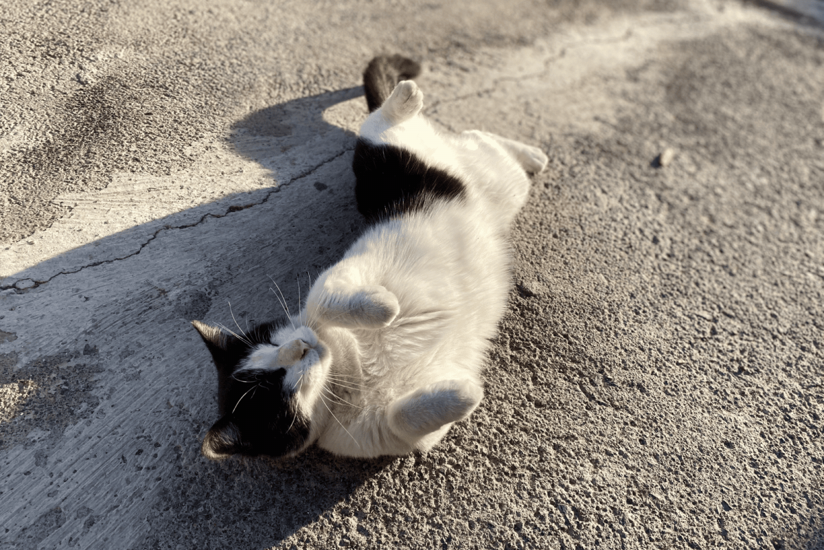 Why Do Cats Scream When Mating - Everything You Need To Know And More
