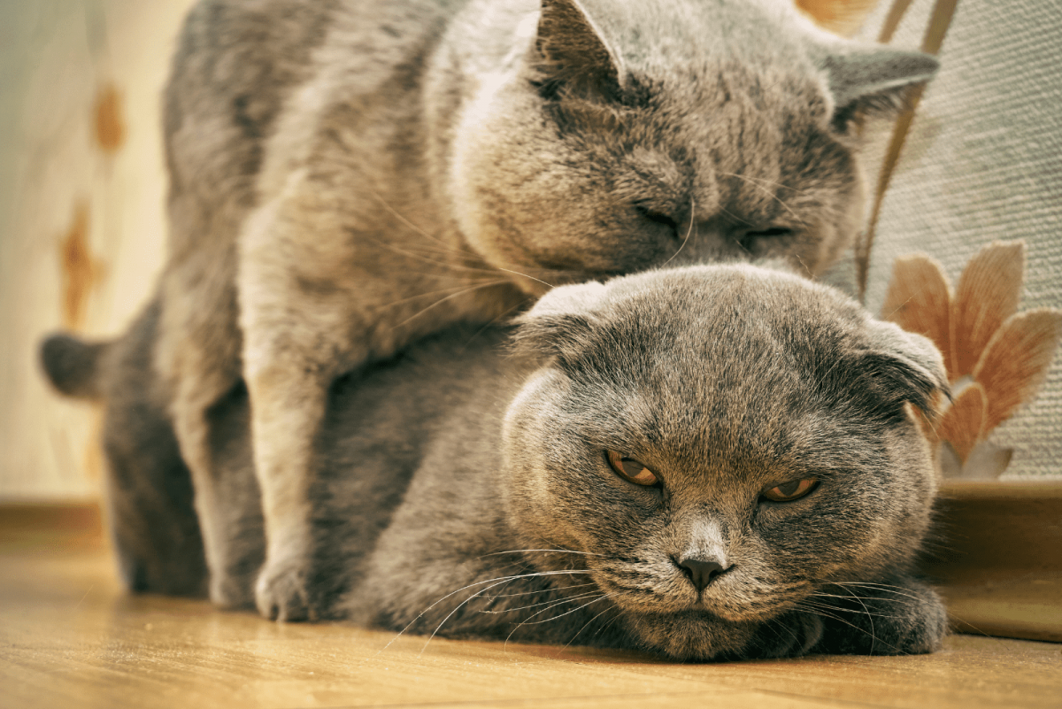 Why Do Cats Scream When Mating - Everything You Need To Know And More