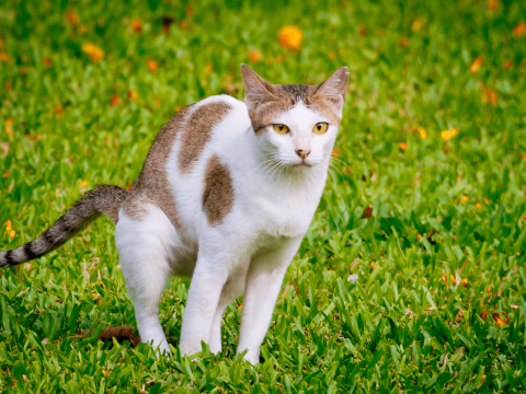 Cat Poop Color Chart - What Does Each Color Indicate?