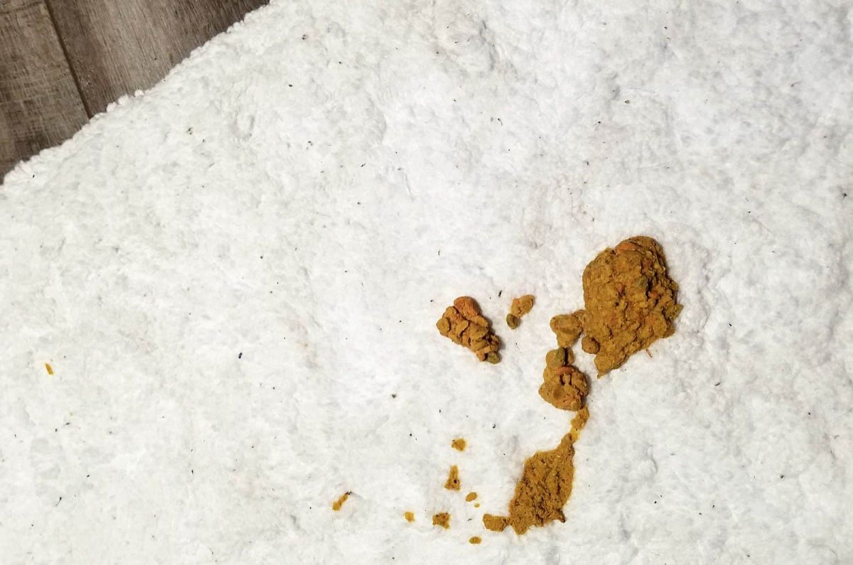 Cat Vomit Looks Like Poop: Causes And Solutions