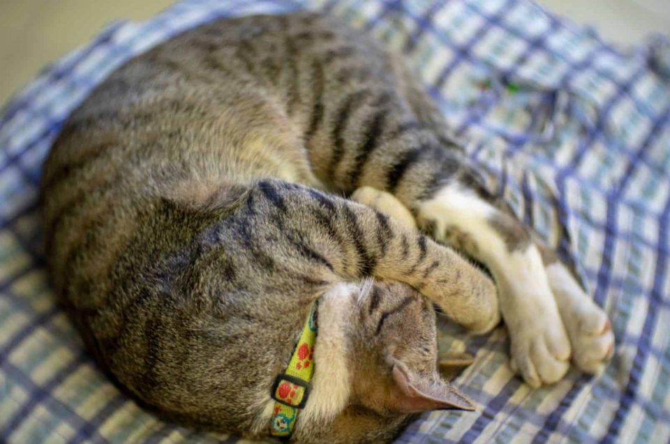 Why Do Cats Cover Their Face When They Sleep? 9 Motives For It