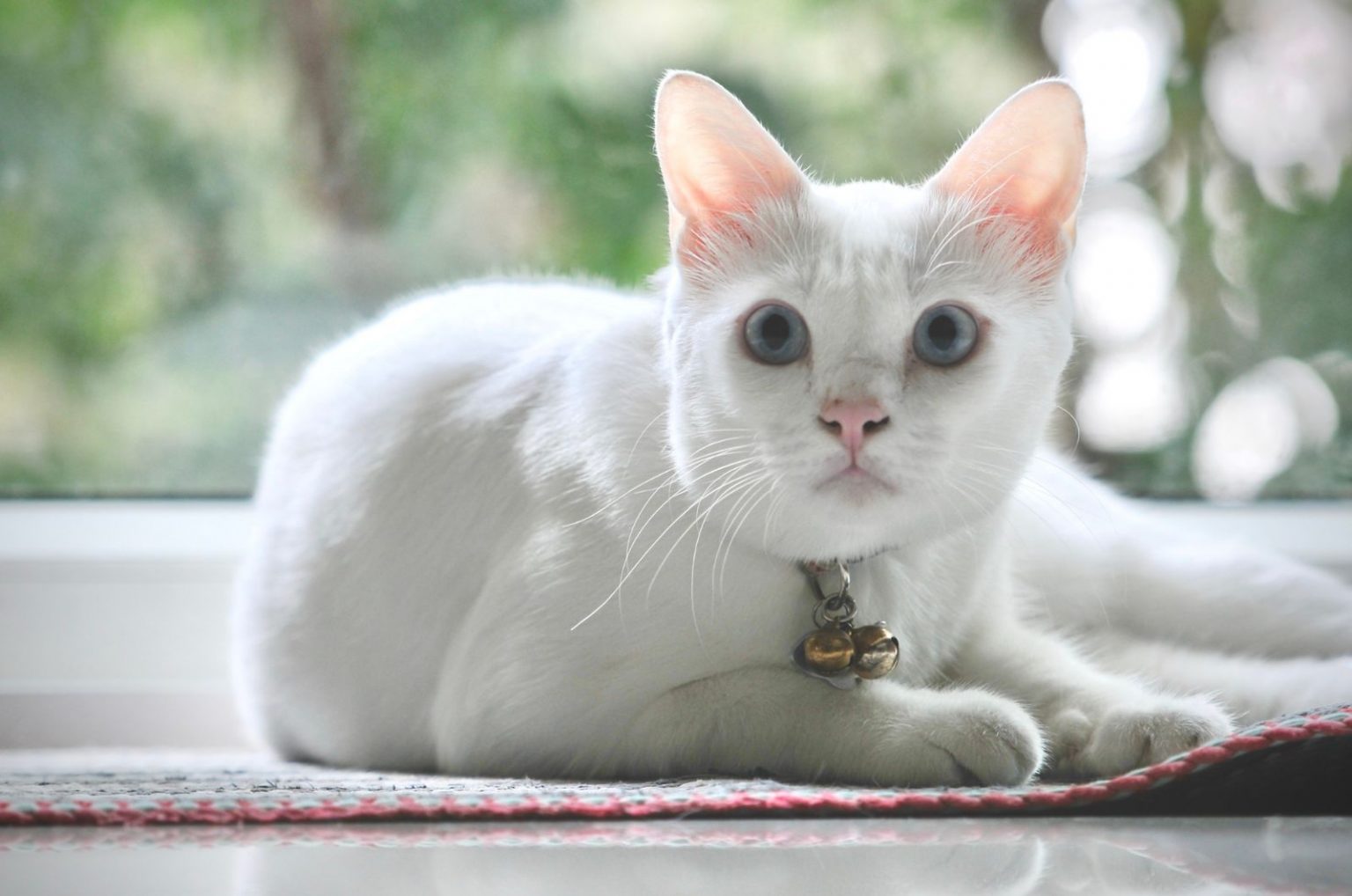 Cat Eye Color Chart - The Spectrum Of Colors!