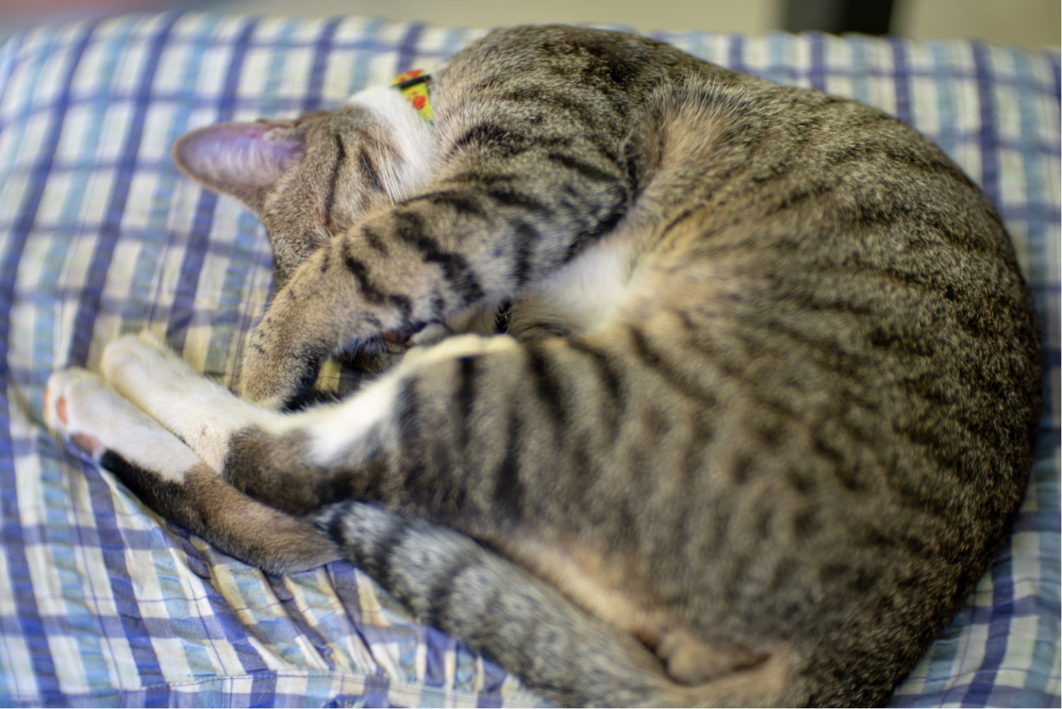 Why Do Cats Cover Their Face When They Sleep? 9 Motives For It