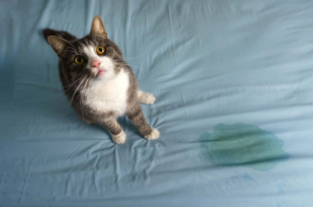 Cat Urine Color Chart: Everything You Need To Know And More