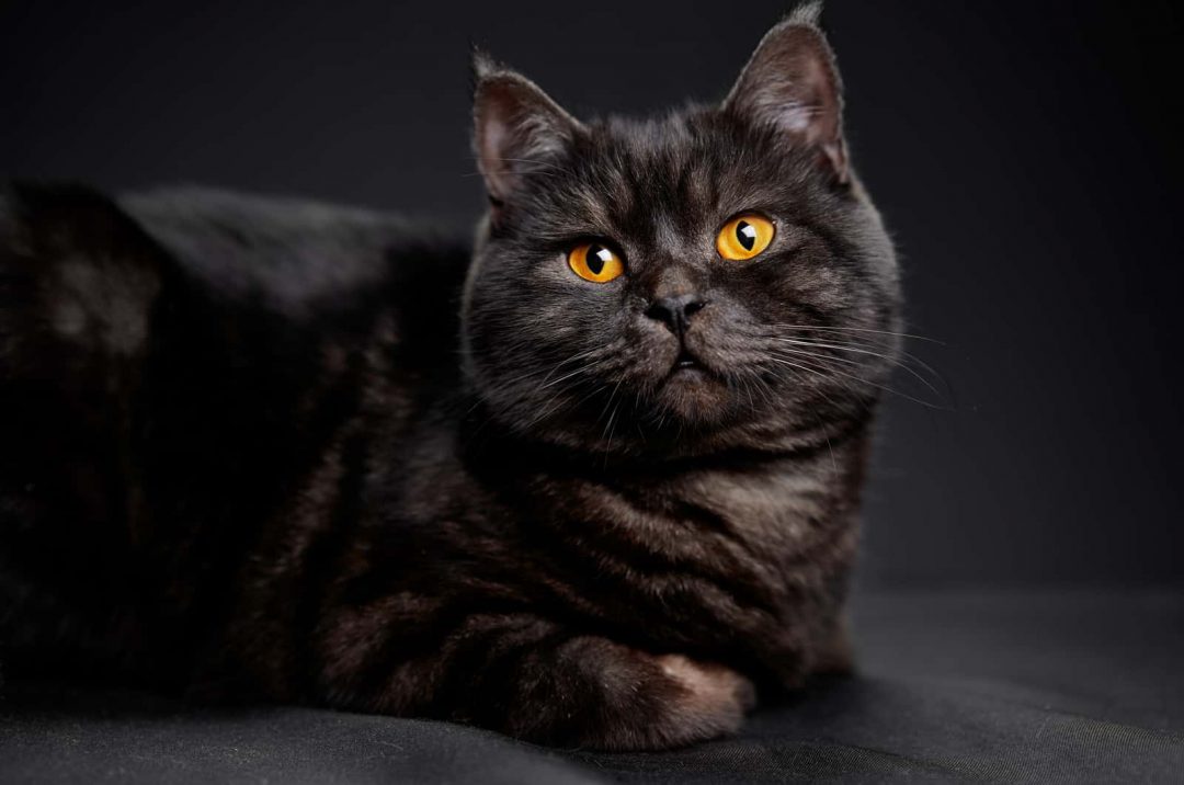 Cat Eye Color Chart - The Spectrum Of Colors!