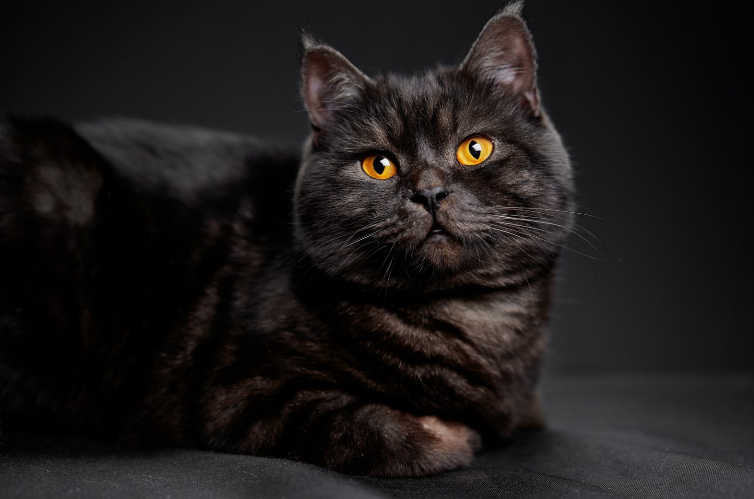 Cat Eye Color Chart Cat Tales 8 Types Of Cat Eye Colors And Their Cat Eye Color Chart Cat Tales 8 Types Of Cat Eye Colors And Their