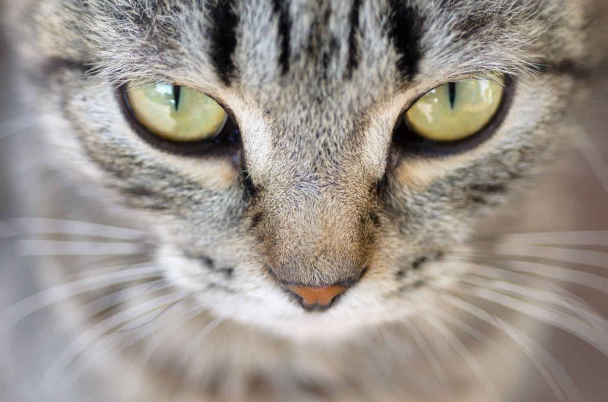Cat Eye Color Chart - The Spectrum Of Colors!