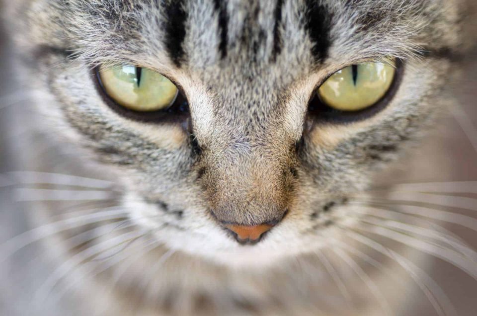 Cat Eye Color Chart - The Spectrum Of Colors!