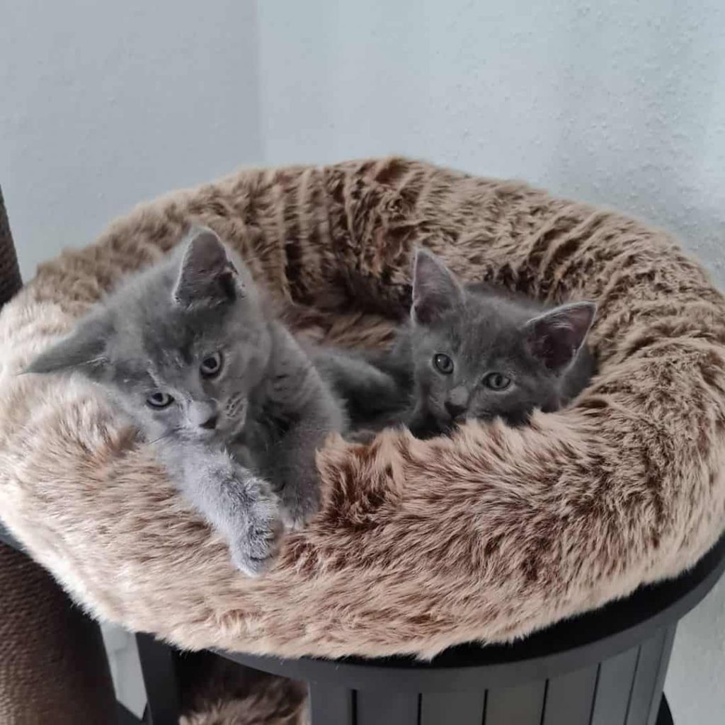 Russian Blue Maine Coon Mix - Meet This Gorgeous Mixed Breed