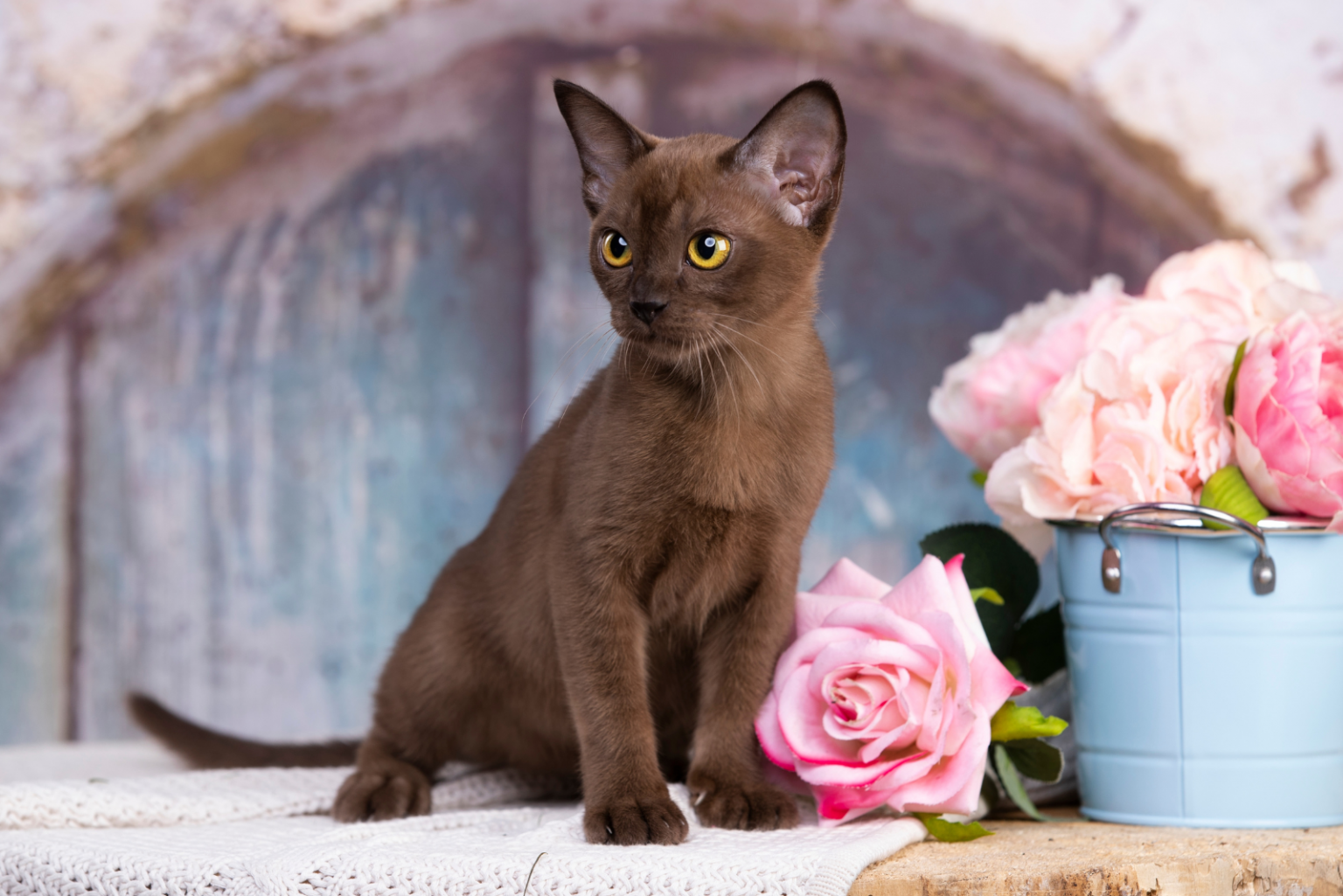5 Reliable Breeders That Offer Hypoallergenic Cats For Sale