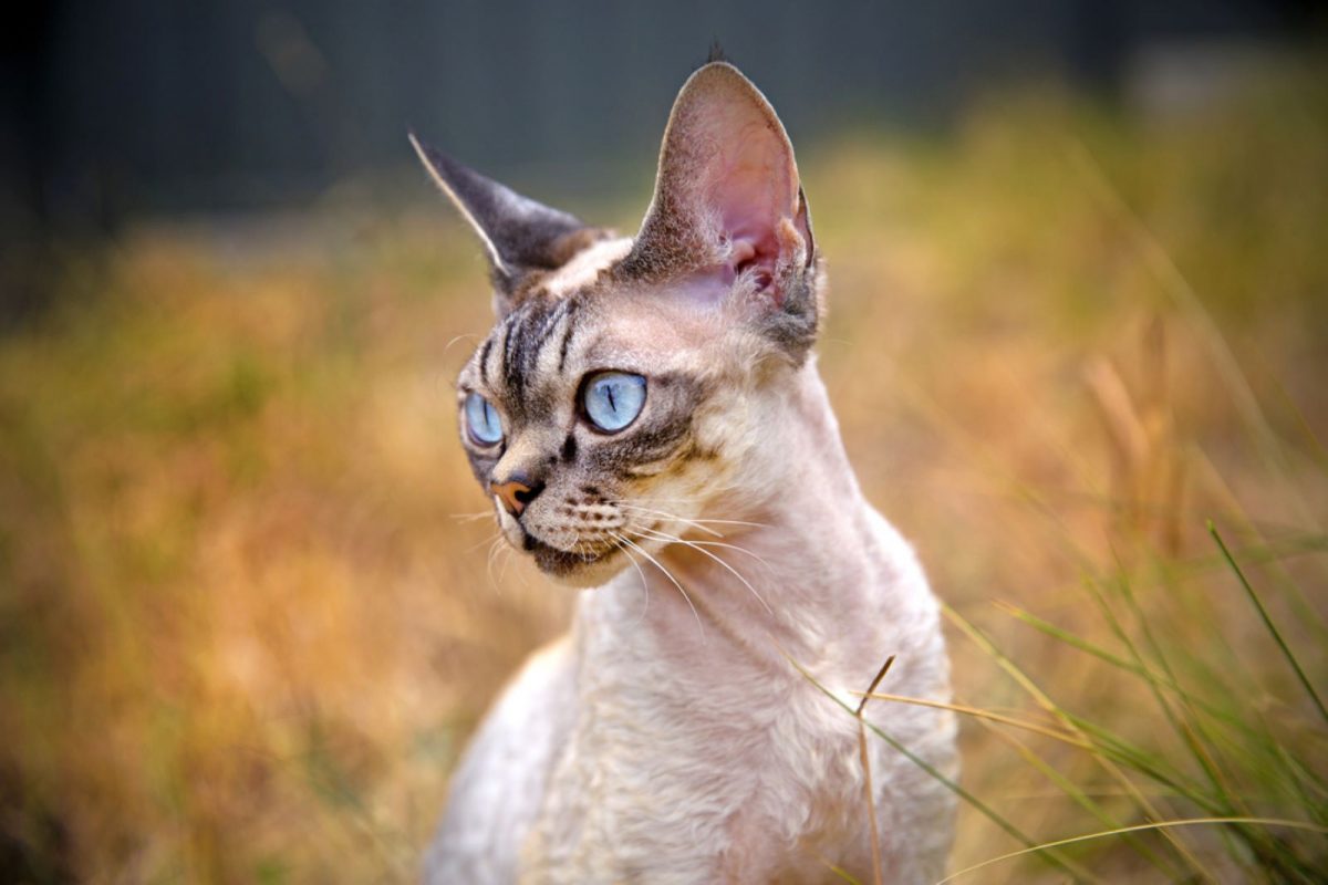 5 Reliable Breeders That Offer Hypoallergenic Cats For Sale