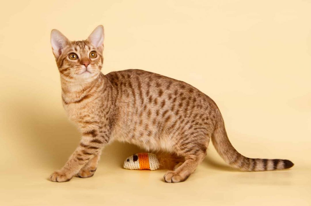 7 Reliable Breeders With Ragdoll Kittens For Sale In Florida